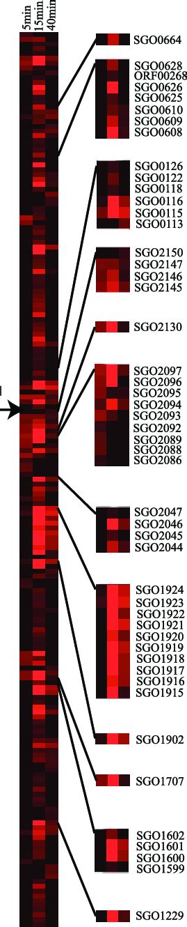Colorimetric Representation Of Relative Expression Levels Of