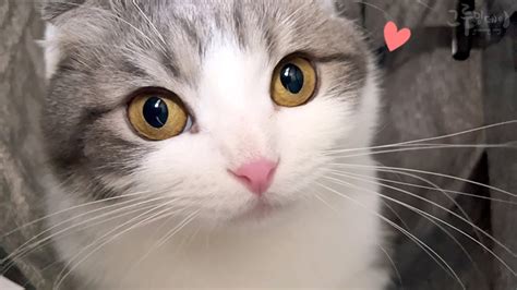 고양이들 난리나게 하는 방법 Youtube