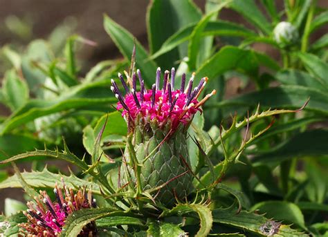 White Atractylodes Root Extract Cintamanitonics