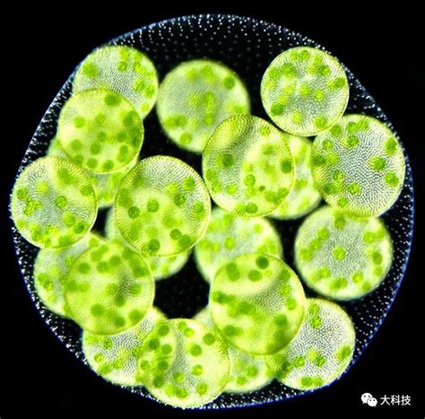 从单细胞到多细胞，小菜一碟？