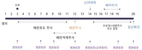 시험관시술난포를 키워라 과배란 유도