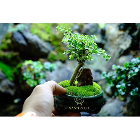 Bonsai Mini Bon Sai Mini Chậu Bonsai Mini Shopee Việt Nam