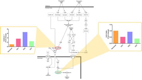 Msp Ron Signaling Pathway Overview Of The Pathway With Overlaid