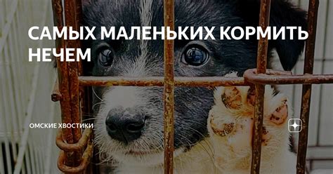 САМЫХ МАЛЕНЬКИХ КОРМИТЬ НЕЧЕМ Приют животных Омские Хвостики Дзен
