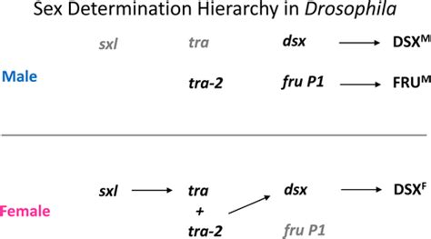 Illustration Of Sexual Differentiation To Undergraduates With A
