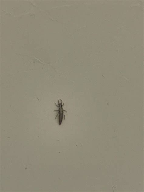 What Is This Bug Rwhatsthisbug