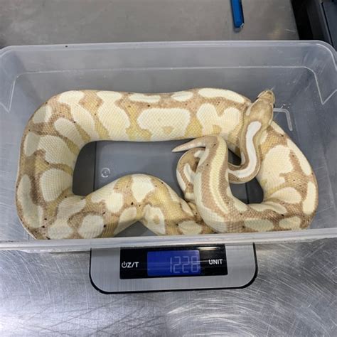Lucifer Coral Glow Pos Enchi Pos Het Pied Ball Python By Freedom Breeder