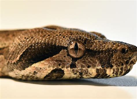 Boa Care Sheet Petmd