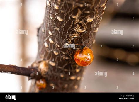 Tree Natural Resin Close Up Macro Stock Photo Alamy