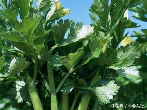種植芹菜為什麼噴赤黴素種植芹菜什麼時候打赤黴素效果好 每日頭條