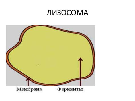 Лизосомы рисунок схематично 49 фото скачать бесплатно