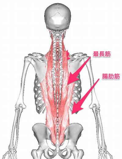 腸肋筋 と 最長筋が