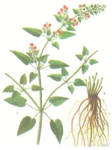 茜草内科各家用药经验 知乎