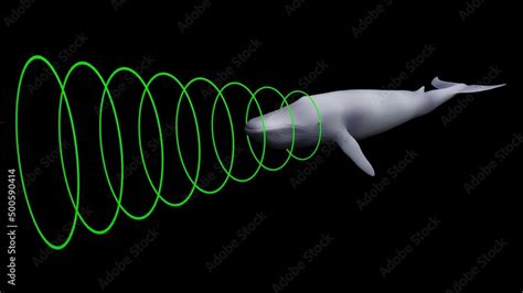 Whale Emitting Sonar Echolocation Signals Cetacean Sending Transmitting Echolocation Sound
