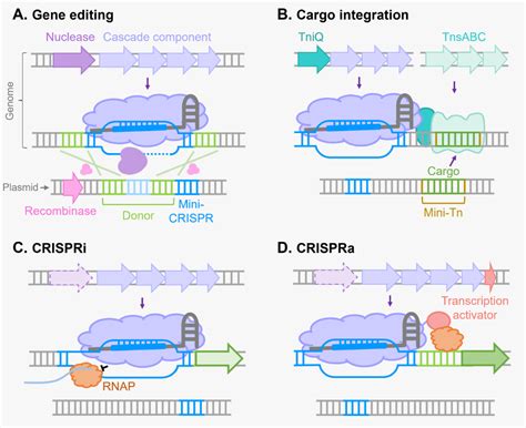 Type I Crispr Cas Mediated Microbial Gene Editing And Regulation