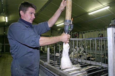 Language Matters Where Does Foie Gras Come From In Modern Times