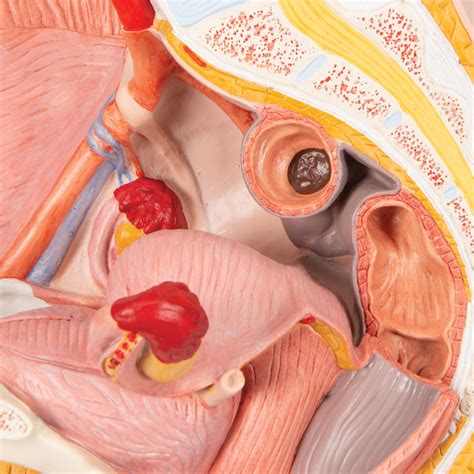 Anatomical Teaching Models Plastic Human Pelvic Models Female Pelvic Model With Genital Organs