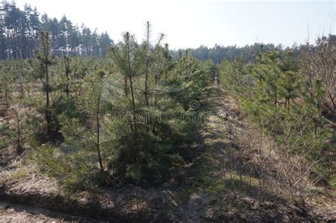 A Nursery With Small Pine Trees That Are About 10 Years Old Stock