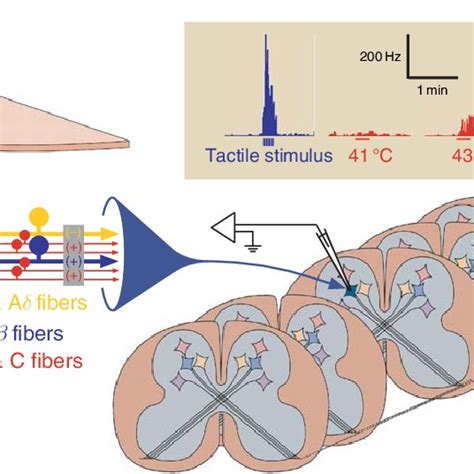 Pdf What Is A Wide Dynamic Range Cell