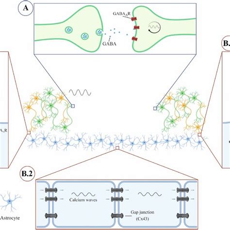 Neural Paracrine Factors Can Mediate A Short Range Neuronal