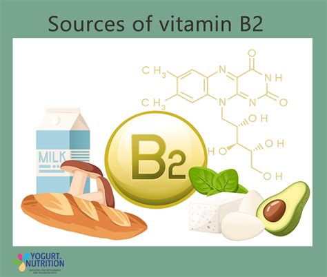 Vitamin B2 Sources The Role Of Vitamin B2 In Your Diet Benefits