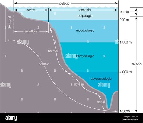 Intertidal Zone Map