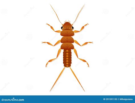 Stonefly Nymph Insect Vector Art Isolated On White Background Stock Illustration Illustration