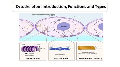 Cytoskeleton Functions Microbiology Notes