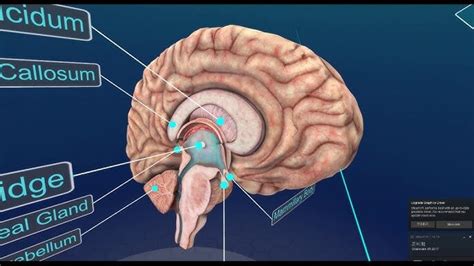 감정과 뇌의 관계 편도체의 역할
