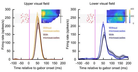 Peri Saccadic Visual Performance And Neural Sensitivity Are Higher In The Upper Visual Field