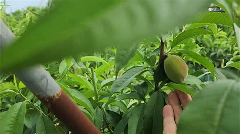 복숭아 열매 탄저병 적게 걸리고 수확방법 장마철에도 Youtube