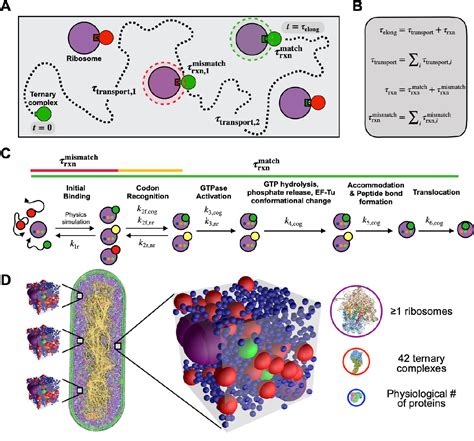 Figure 1 From Colloidal Physics Modeling Reveals How Per Ribosome