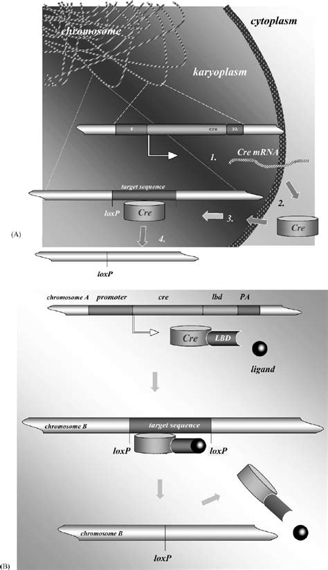 The Creloxp System In Eukaryotic Systems Cre Recombinase Recognizes