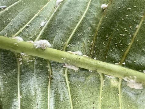 Mealy Bugs Mealybugs In Houseplants Kiwi Nurseries