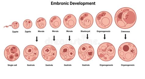 Illustration Depicting Stages Of Embryonic Development It Begins With