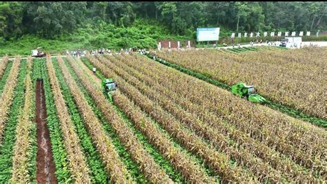 亩产651 1公斤 遂宁安居种植基地玉米产量丰收 凤凰网