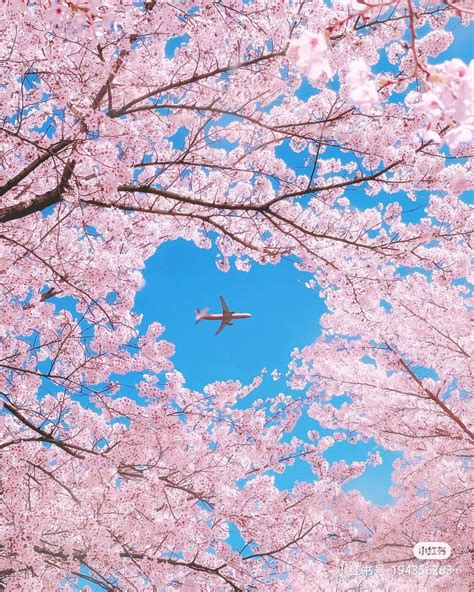 2023年樱花前线，日本各地樱花观赏期 ，以及部分网友的樱花大赏 财经头条