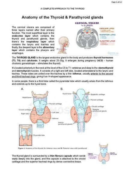 Hypo Hyperthyroidism Goiter And Thyroid Cancer System Diseases 3