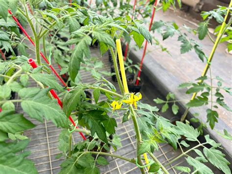 【農と生き方】トマトの葉葉葉花の法則に学ぶ、自分の習性の知り方育て方 まんまる楽園 まんまる楽園