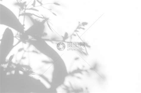 照片的叠加效果精致的花朵和叶子在白墙上的灰色阴影抽象的中自然概念背景文本的空间插画图片下载 正版图片402383087 摄图网