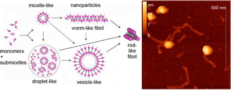 Microscopy Research And Technique Microscopy Journal Wiley Online