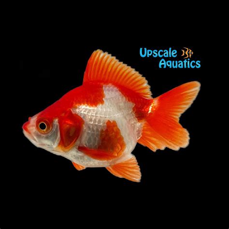 Assorted Ryukin Goldfish Carassius Auratus Upscale Aquatics