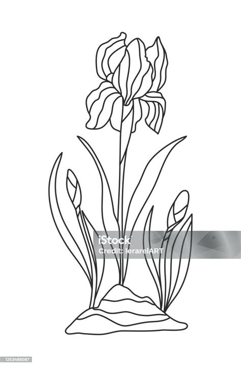 성인과 어린이를위한 야생 꽃색 책 땅에 홍채 꽃의 선형 그림 착색 페이지 아름다운 꽃 벡터 색칠 공부의 라인 아트 꽃과 함께 하는 정물 독일 붓꽃에 대한 스톡 벡터 아트 및