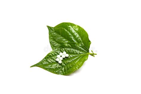 Insect Eggs Laid On Green Leavesbutterfly Eggsinsect Eggs Arranged In
