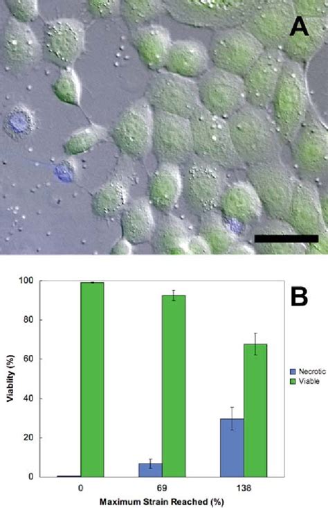 Figure 1 From The Intermediate Filament Network In Cultured Human