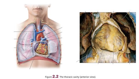 Figure Diagram Quizlet