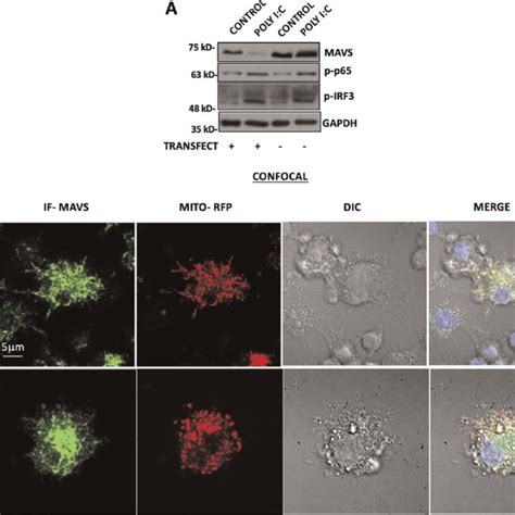 Poly Ic Activates Mavs In Raw 2647 Cells A Western Immunoblot Poly