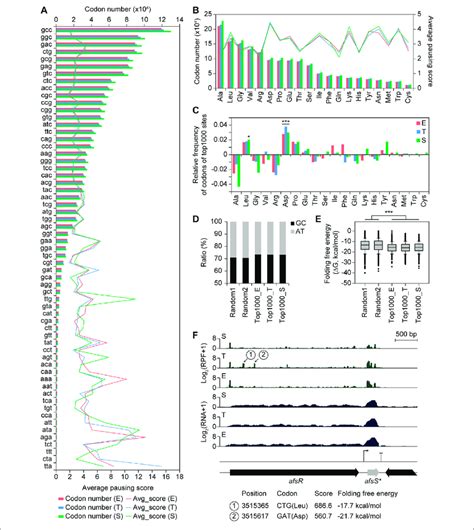 Codon Usage And Folding Free Energy Of Rna Structure Affecting