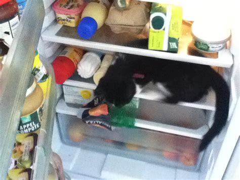 Miss Pickles Napping As A Kitten Tightpussy