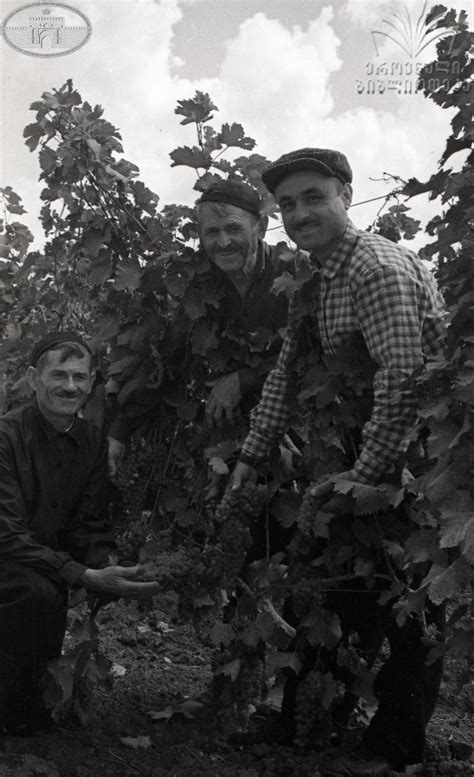 Iverieli რთველი კახეთში ფოტო თელავის ისტორიული მუზეუმის არქივიდან